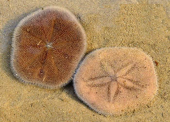 海胆纲 Echinoidea 蓝色动物学（中国动物学科普）